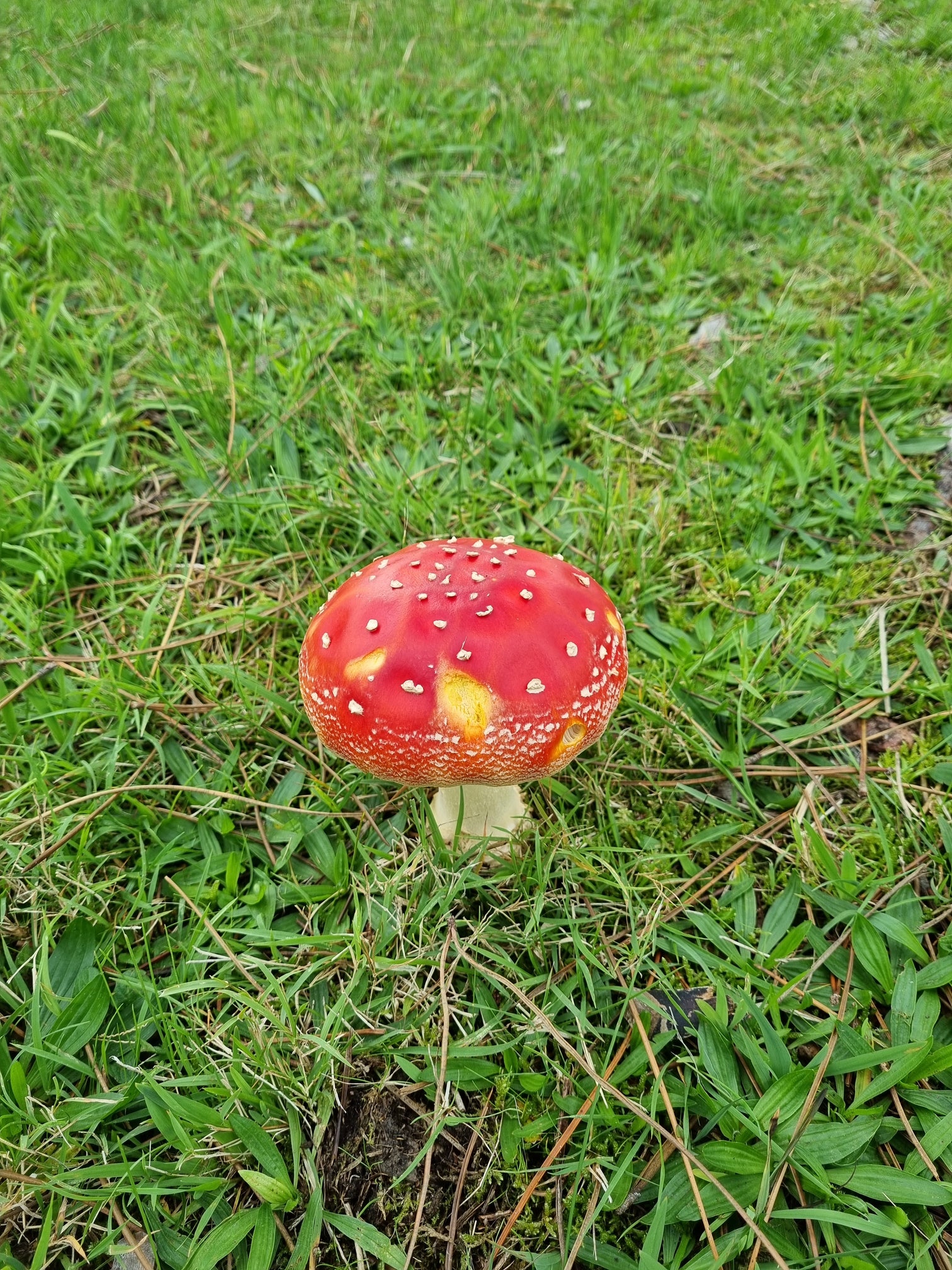 Kaitiakitanga: Connecting to the Taiao for your hauora – Pūkenga Psychology